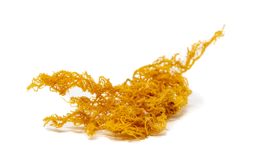 yellow seaweed